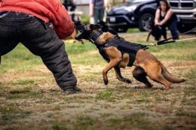 Breeding Program – Huffman K9