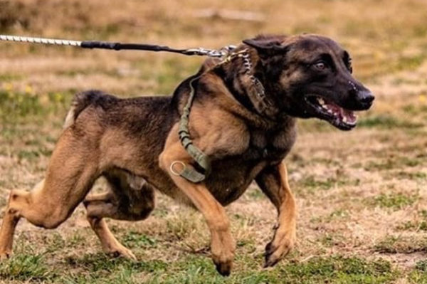 Breeding Program – Huffman K9