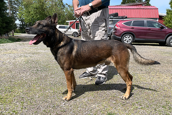 Breeding Program – Huffman K9