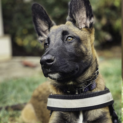 Breeding Program – Huffman K9