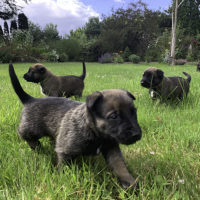 Breeding Program – Huffman K9