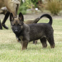 Breeding Program – Huffman K9