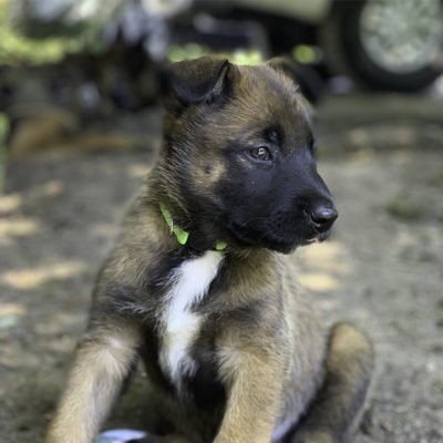 Breeding Program – Huffman K9