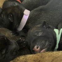 Breeding Program – Huffman K9