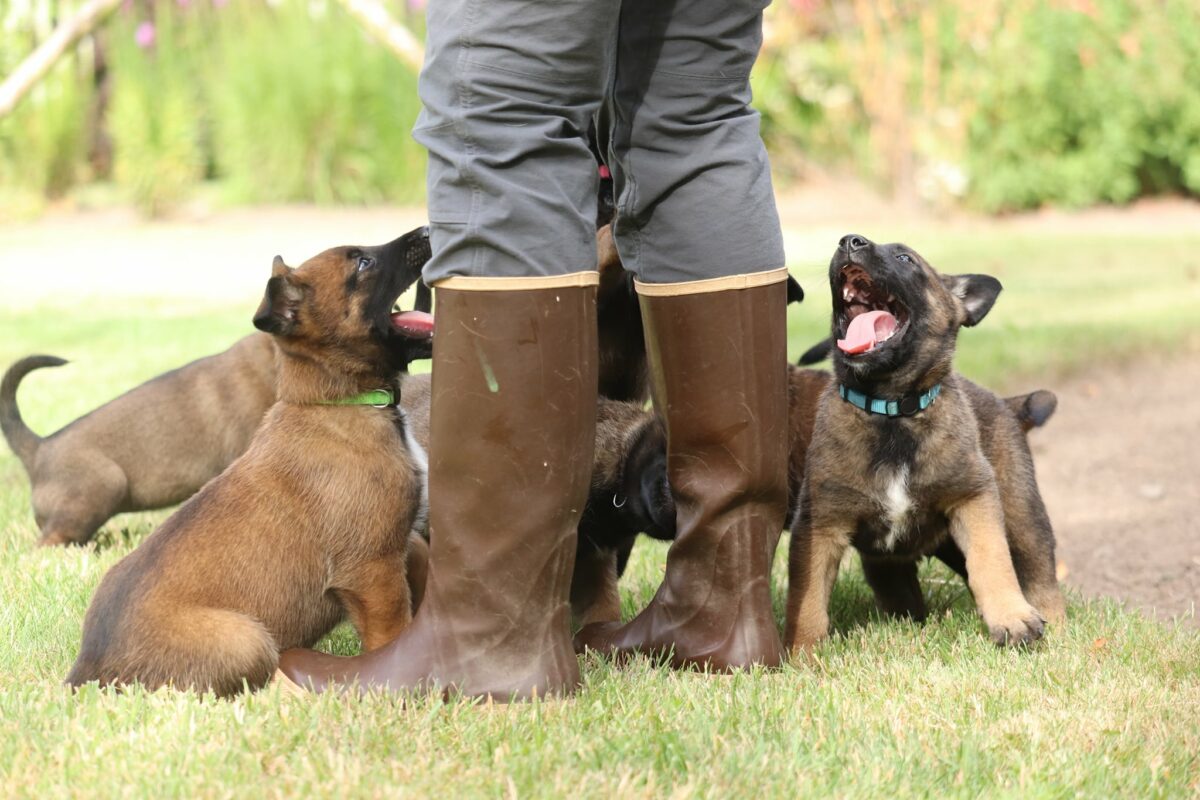 Breeding Program – Huffman K9