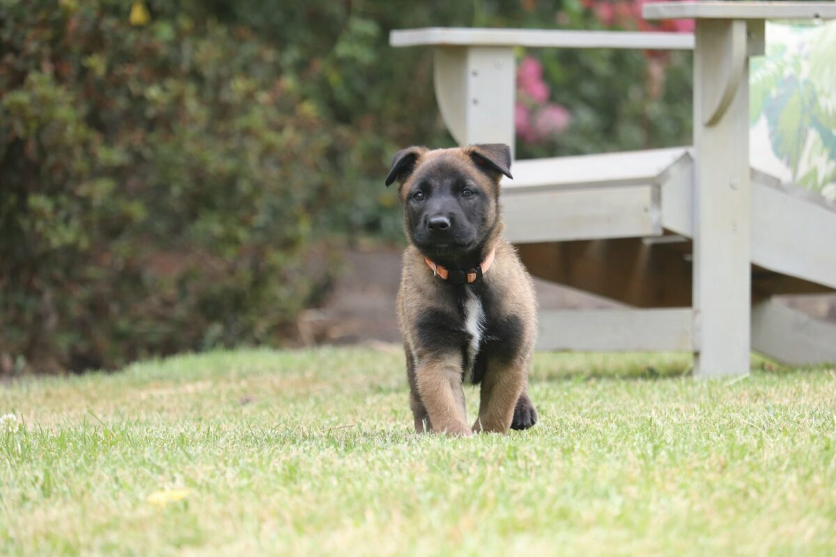 Breeding Program – Huffman K9