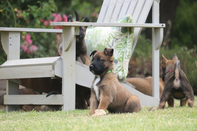 Breeding Program – Huffman K9
