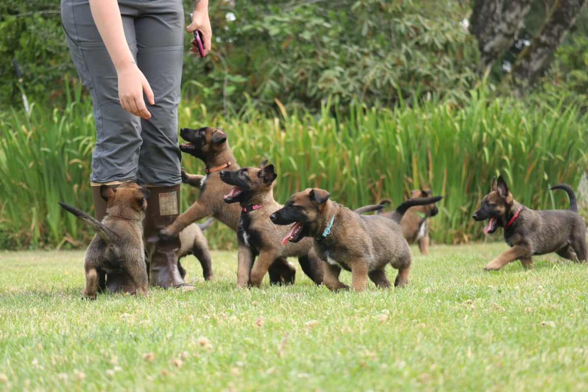Breeding Program – Huffman K9