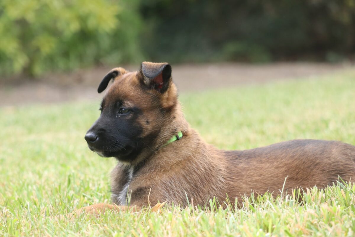 Breeding Program – Huffman K9