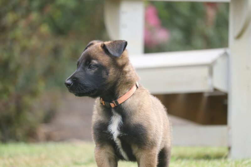 Breeding Program – Huffman K9