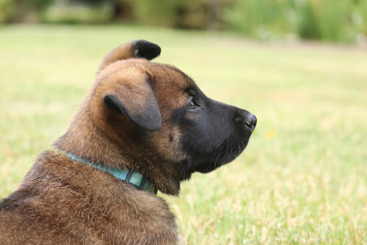 Breeding Program – Huffman K9