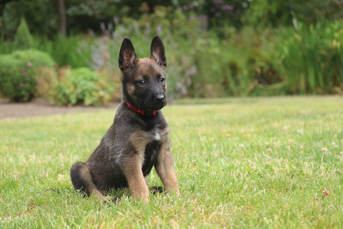 Breeding Program – Huffman K9