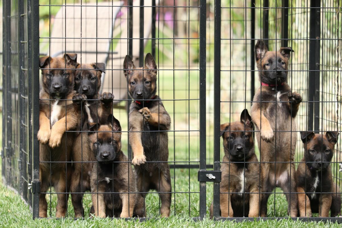 Breeding Program – Huffman K9