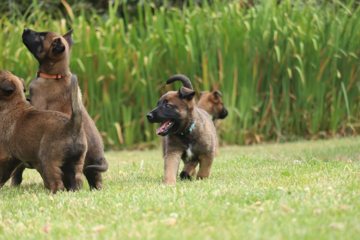 Breeding Program – Huffman K9