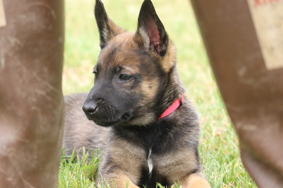 Breeding Program – Huffman K9