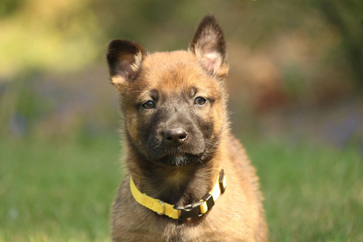 Breeding Program – Huffman K9