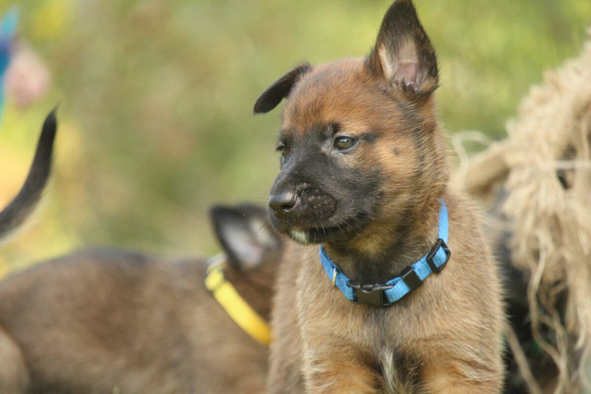 Breeding Program – Huffman K9