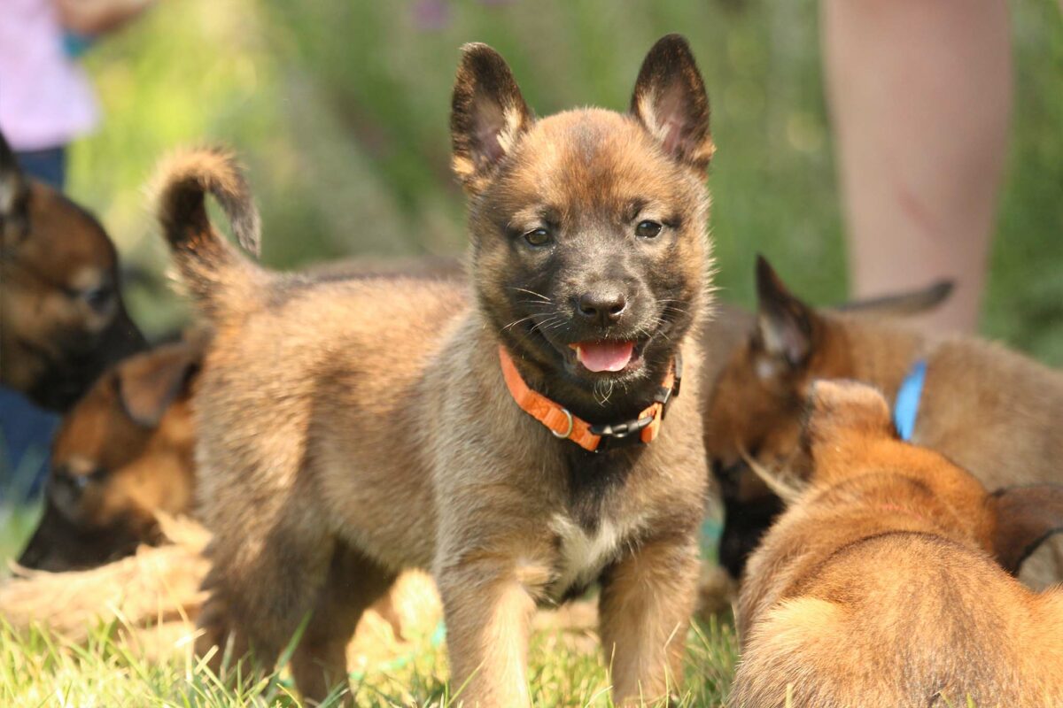 Breeding Program – Huffman K9
