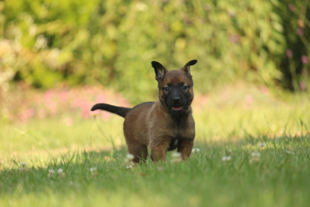 Breeding Program – Huffman K9