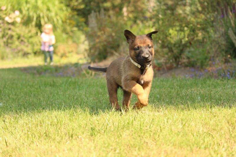 Breeding Program – Huffman K9