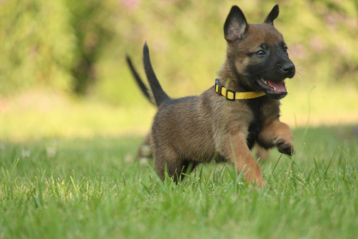 Breeding Program – Huffman K9