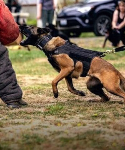 Breeding Program – Huffman K9