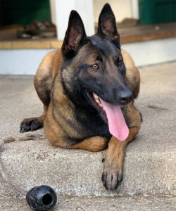 Breeding Program – Huffman K9