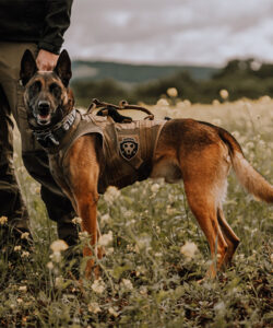 Breeding Program – Huffman K9