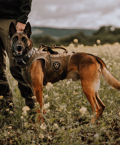 Breeding Program – Huffman K9