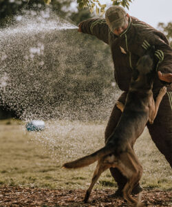 Breeding Program – Huffman K9