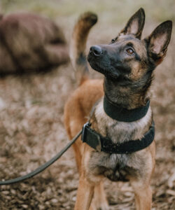 Breeding Program – Huffman K9